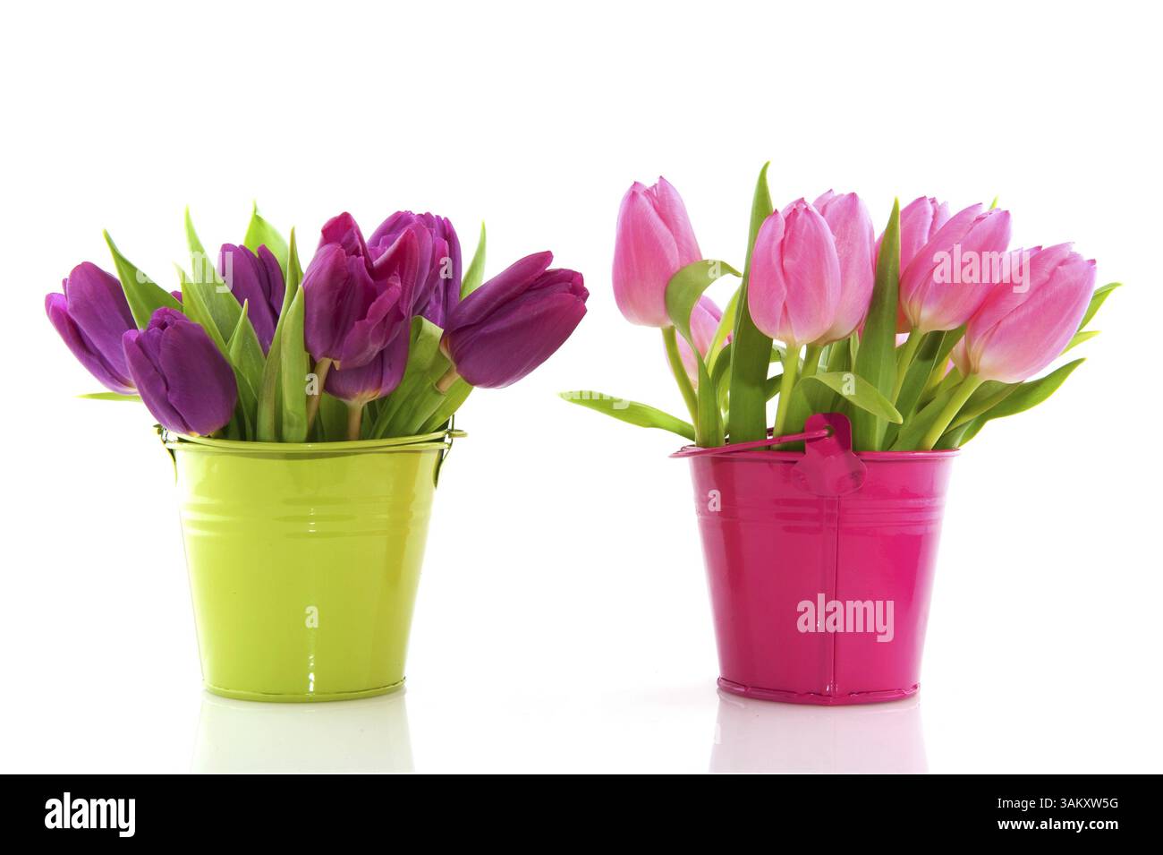 Light purple blooms Cut Out Stock Images & Pictures - Alamy
