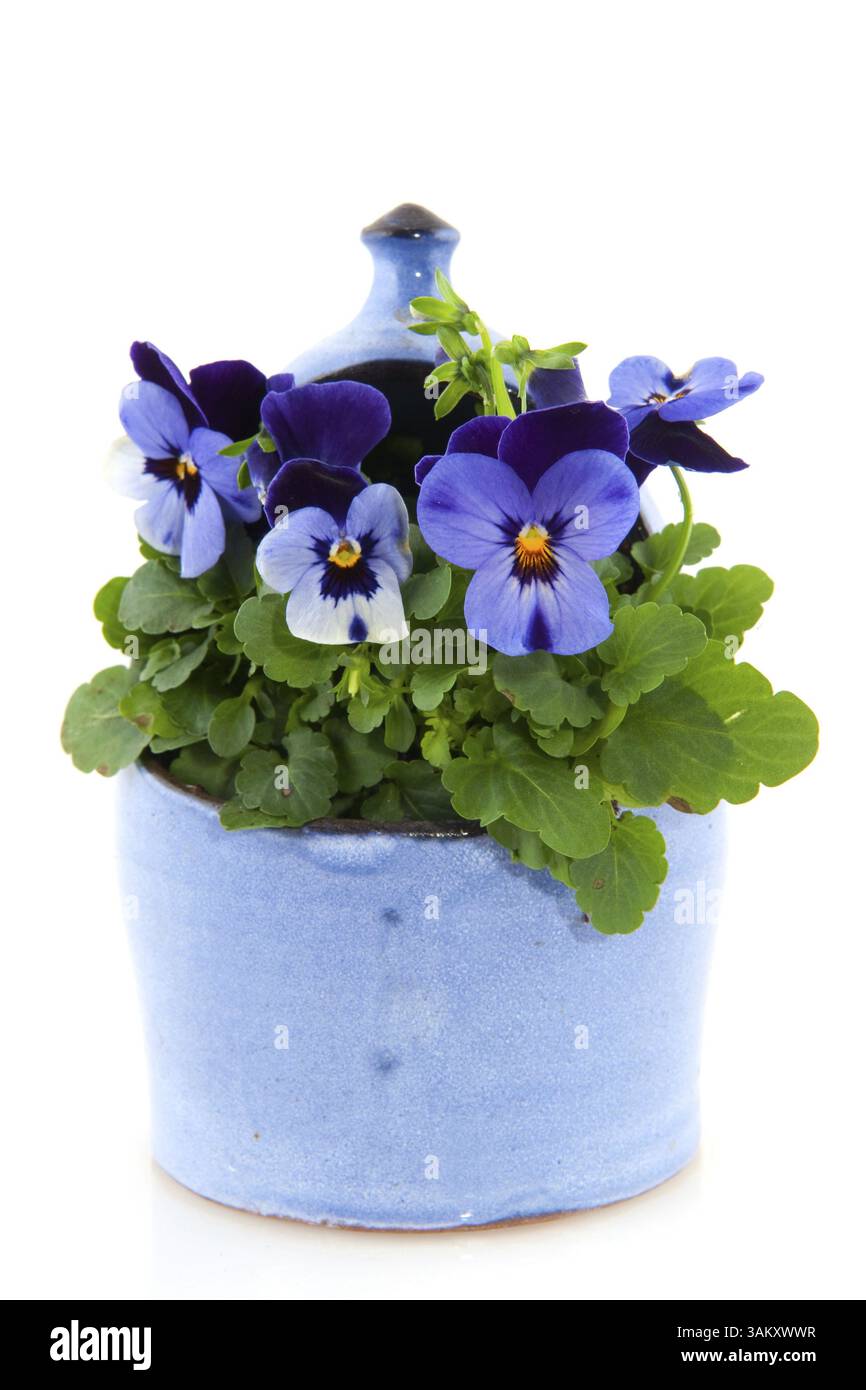 Blue violets in ceramic flower pot for the garden Stock Photo - Alamy