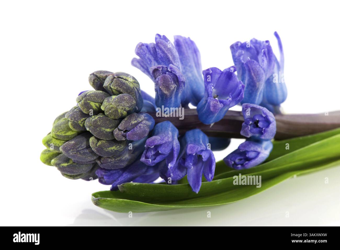 Single blue Hyacinth with buds isolated over white Stock Photo - Alamy