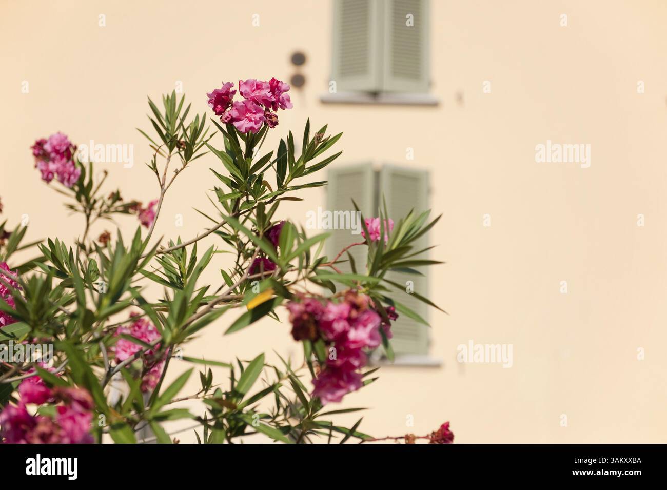 Pink Oleander plant in Italy with windows in the yellow wall Stock ...