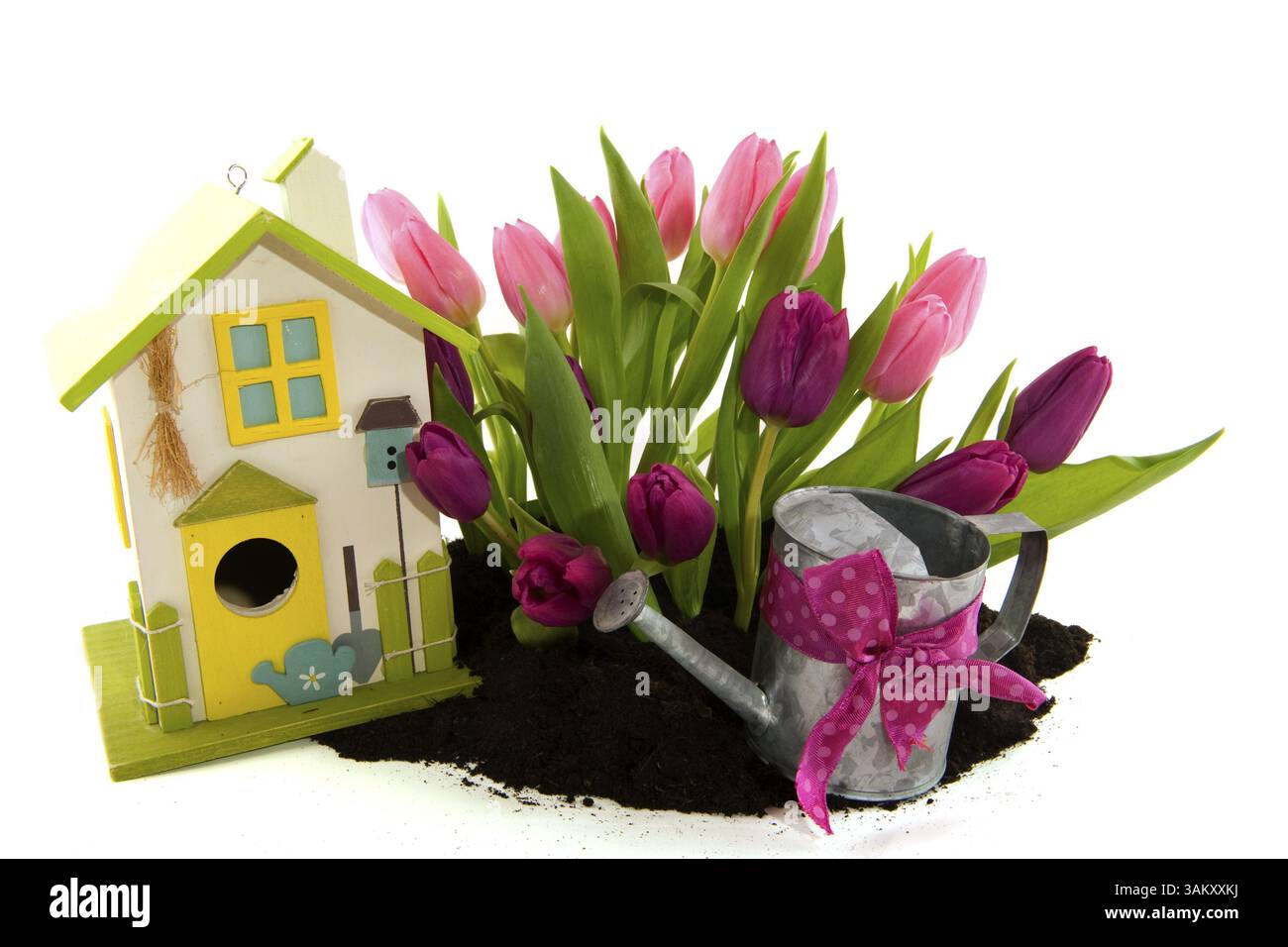 Spring breeding bird Cut Out Stock Images & Pictures - Alamy