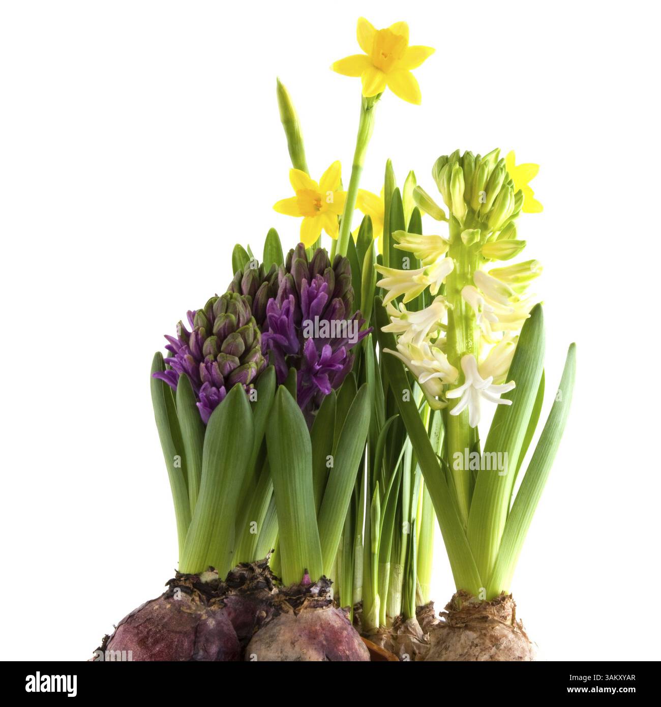 Flower bulbs in spring isolated over white Stock Photo - Alamy