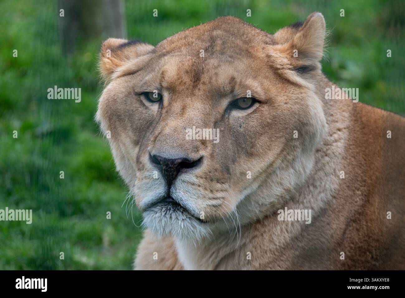 African male lion without a mane at the Wildheart Animal Sanctuary ...