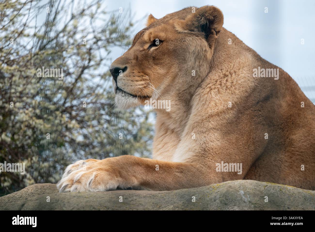 African male lion without a mane at the Wildheart Animal Sanctuary ...