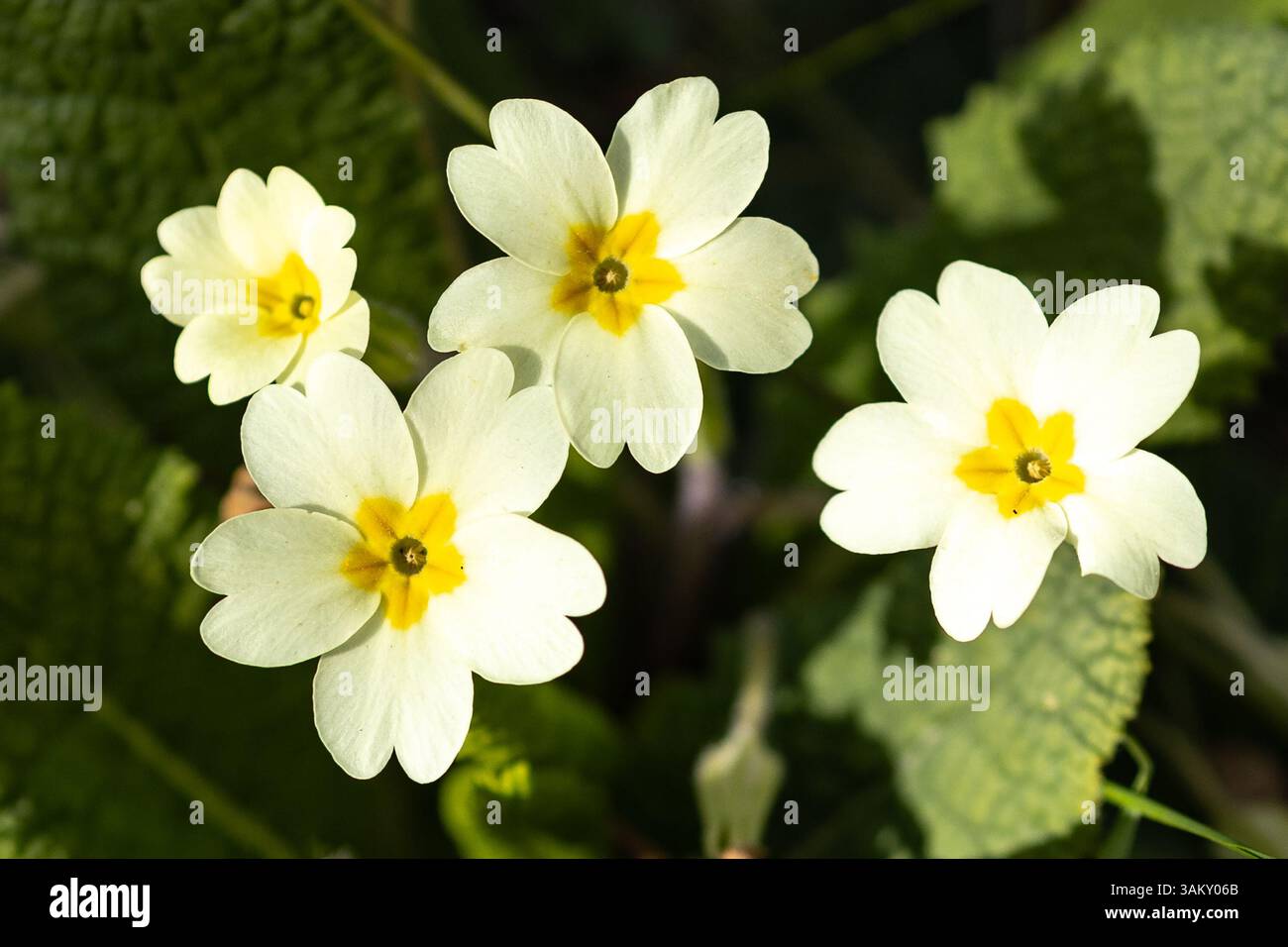 Cluster vibrant yellow primrose hi-res stock photography and images - Alamy