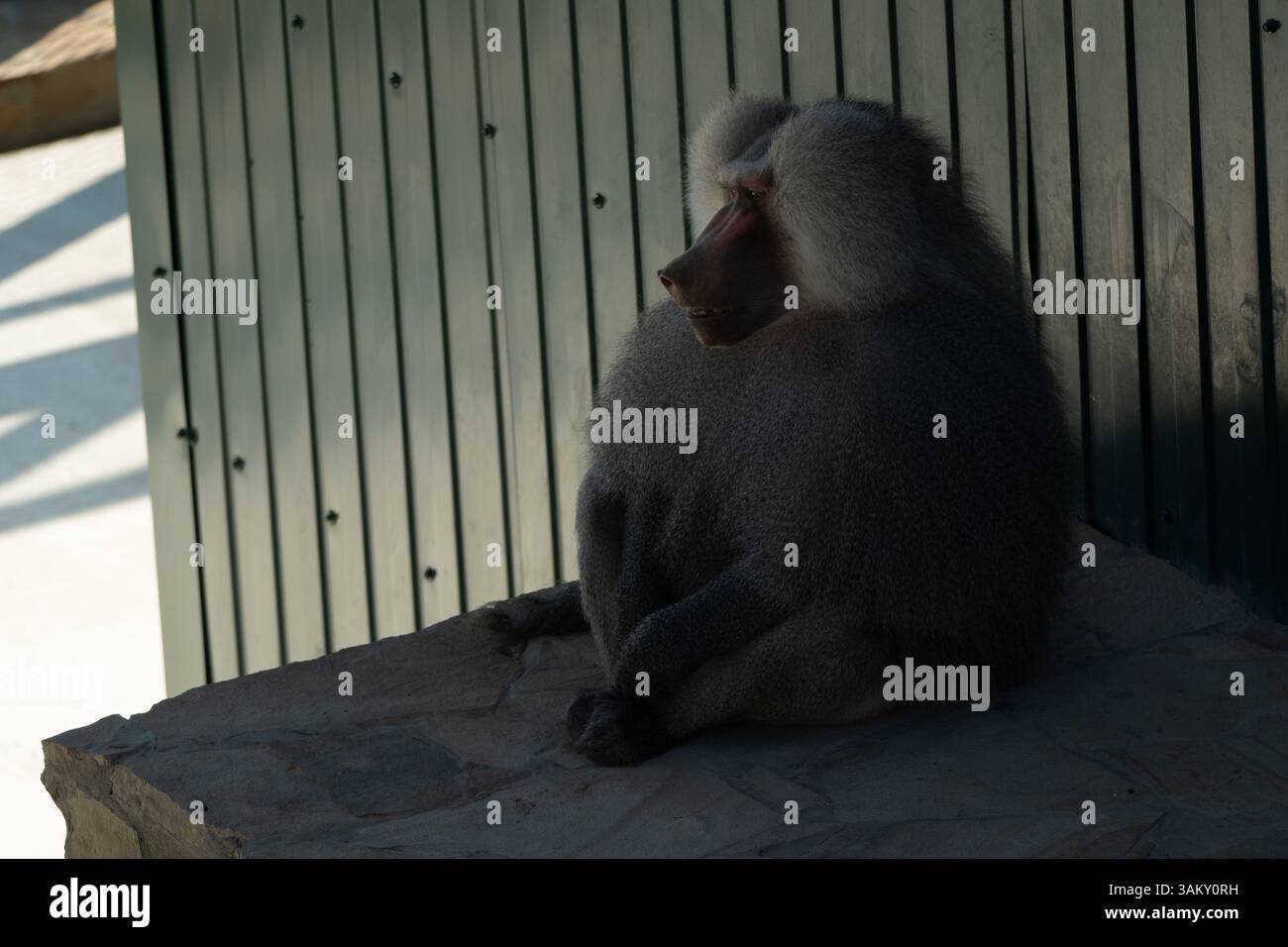 Baboon zoo enclosure sitting hi-res stock photography and images - Alamy