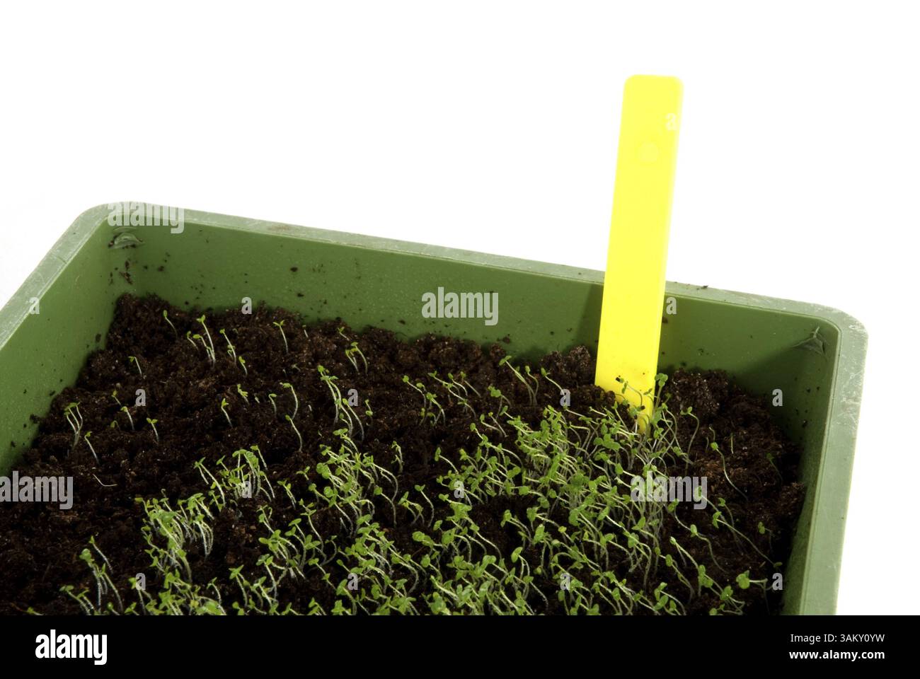 Seed growing in green container with yellow empty label Stock Photo - Alamy