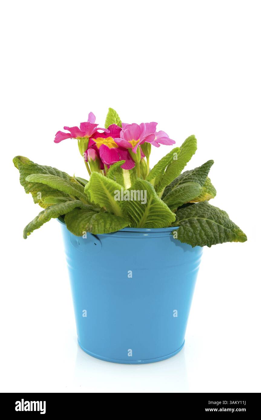Pink Primula in blue flower pot Stock Photo - Alamy