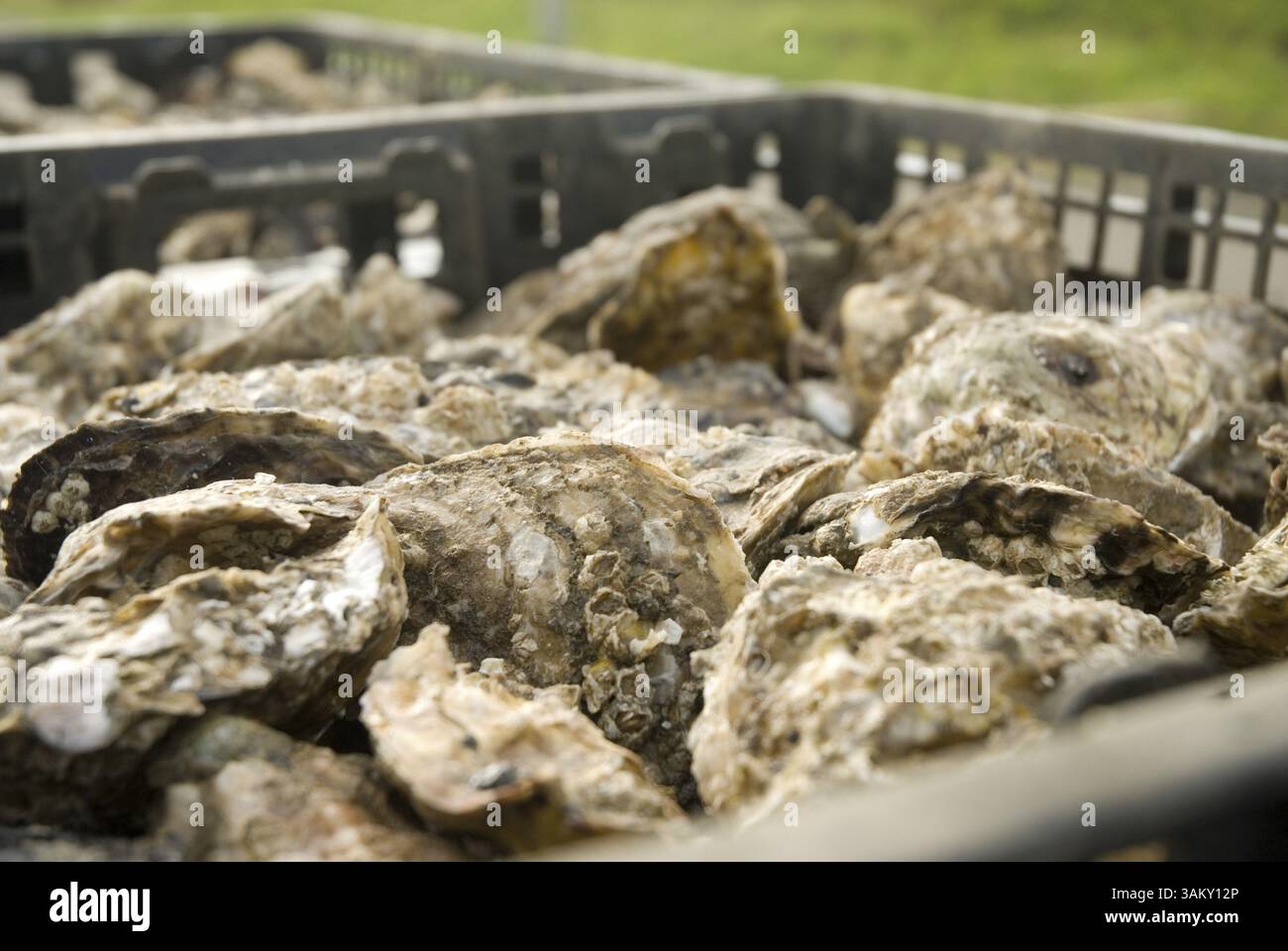 Containers with oysters hi-res stock photography and images - Alamy