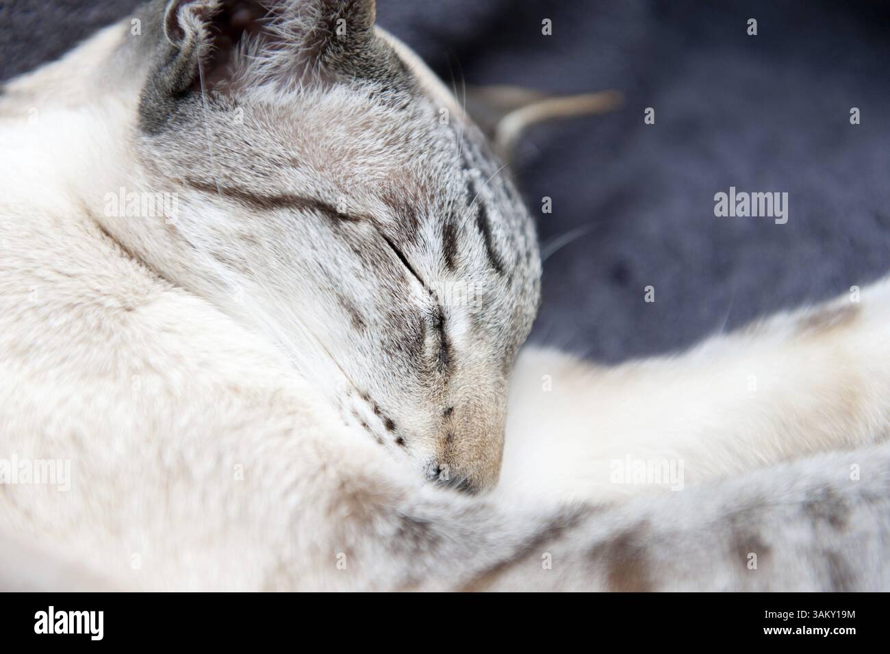Detail of a sleeping tabby Siamese cat Stock Photo - Alamy