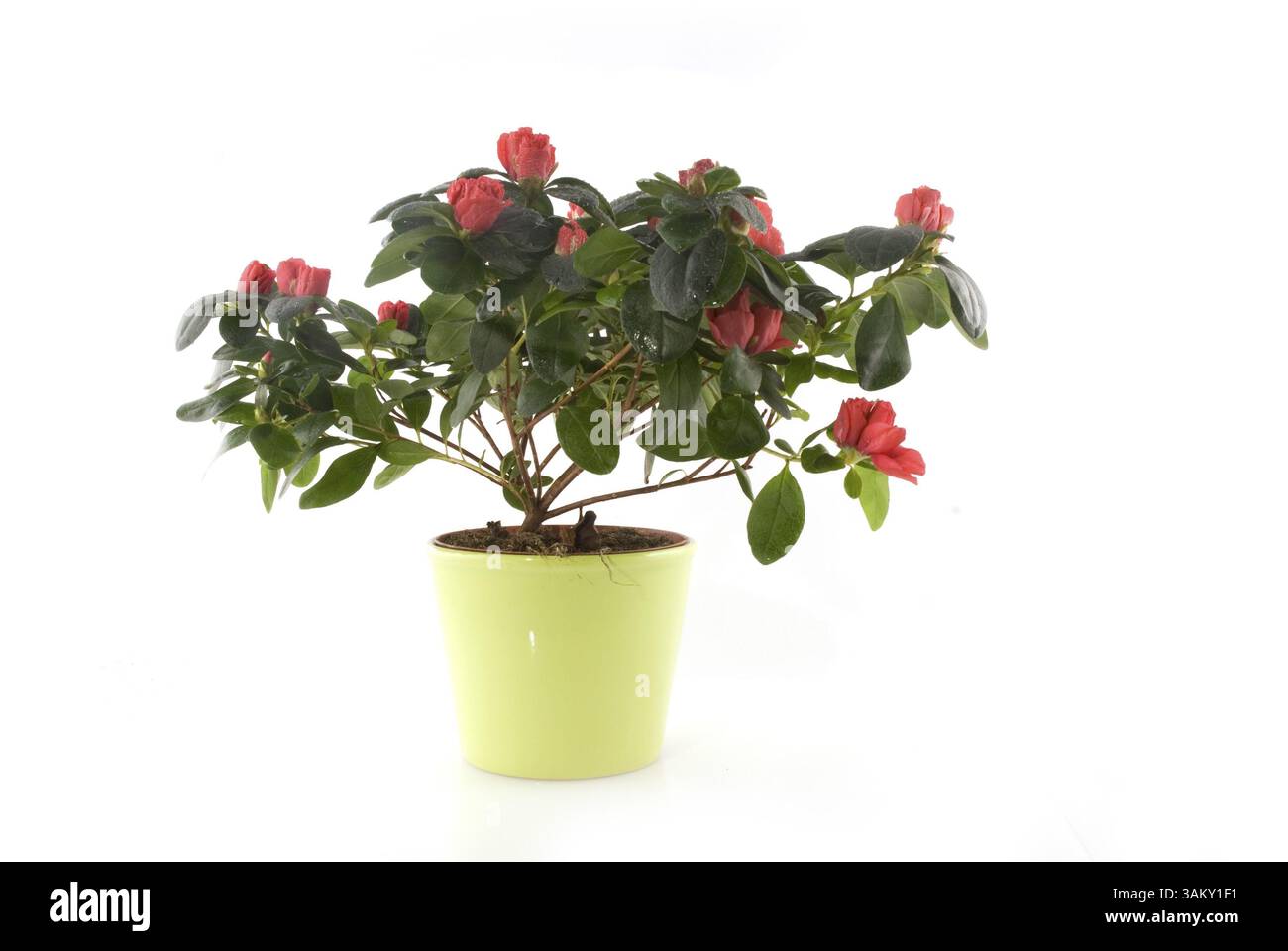 Red azalea in pot Stock Photo - Alamy