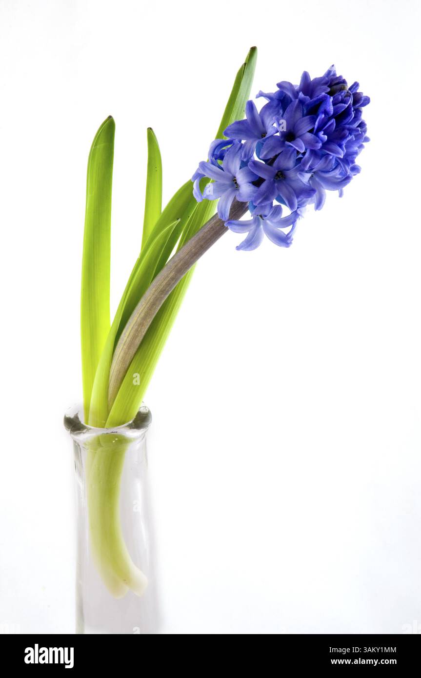 Hyacinthus in container hi-res stock photography and images - Alamy
