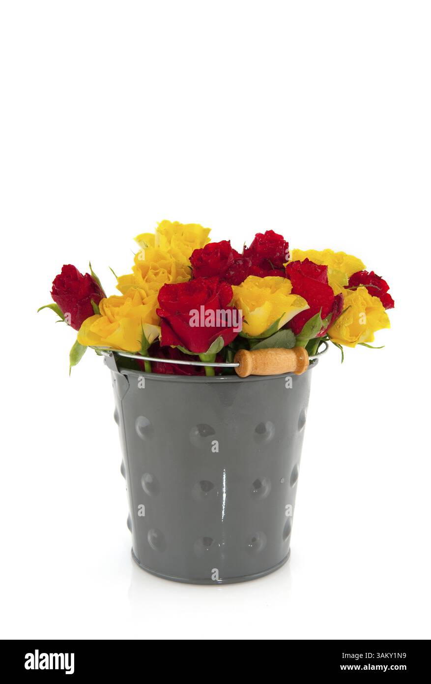 Grey bucket with yellow and red roses Stock Photo - Alamy