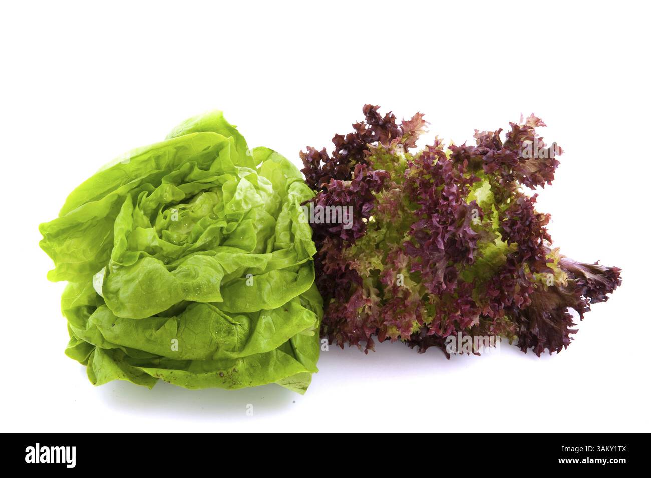 Lollo rossa on white Cut Out Stock Images & Pictures - Alamy