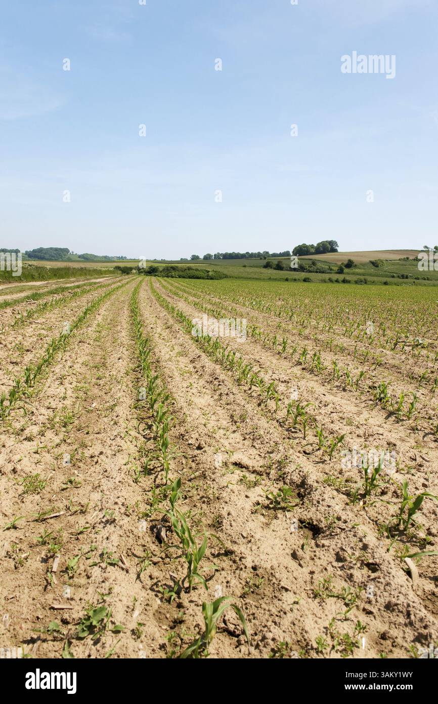 Vertical landscape with young maize field in the summer Stock Photo - Alamy