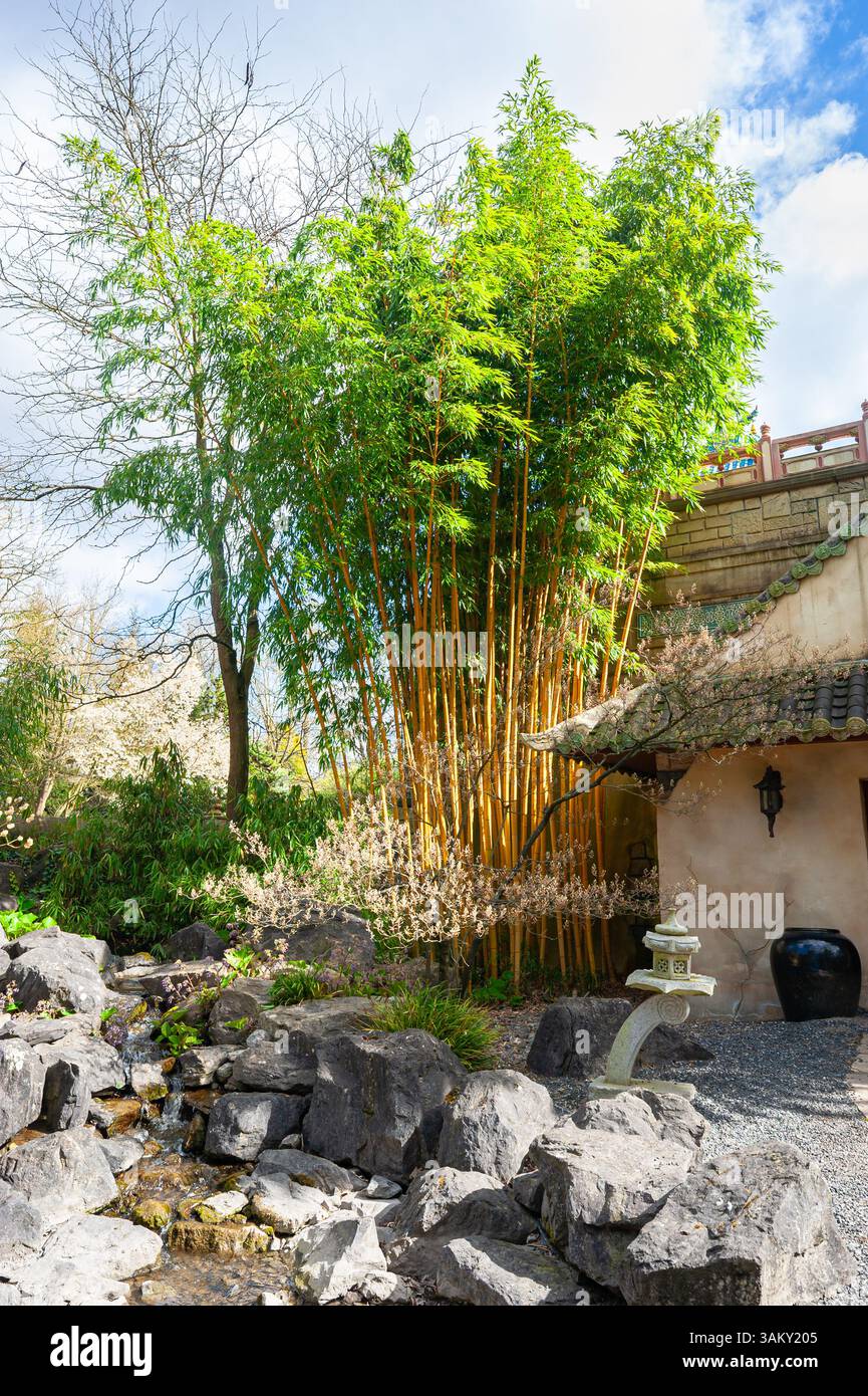 Magnificent view of tall bamboo bushes along the waterfront in a ...