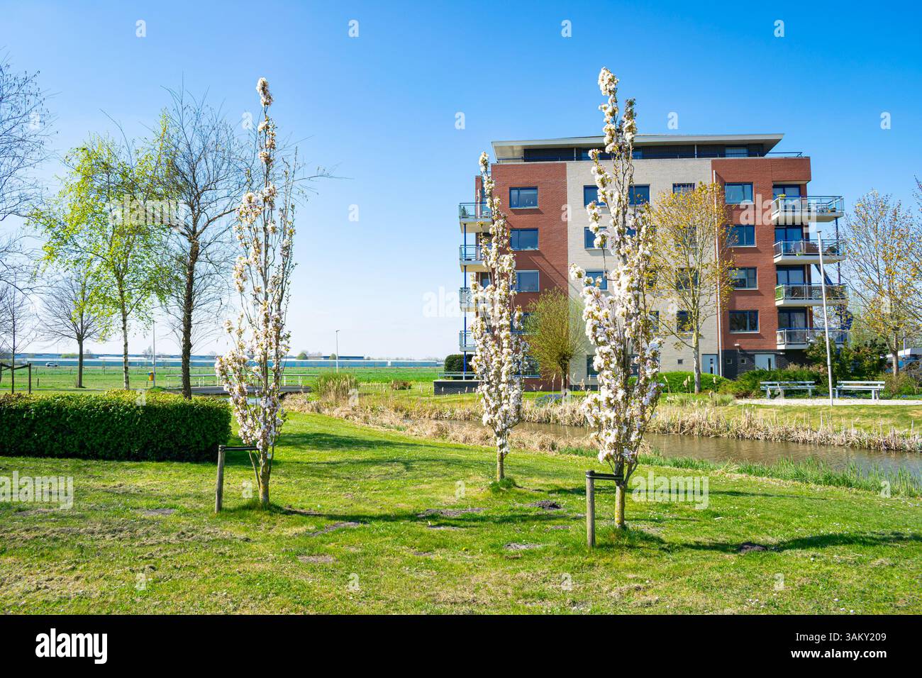 Ornamental columnar Japanese cherry trees (Prunus serrulata) with white ...