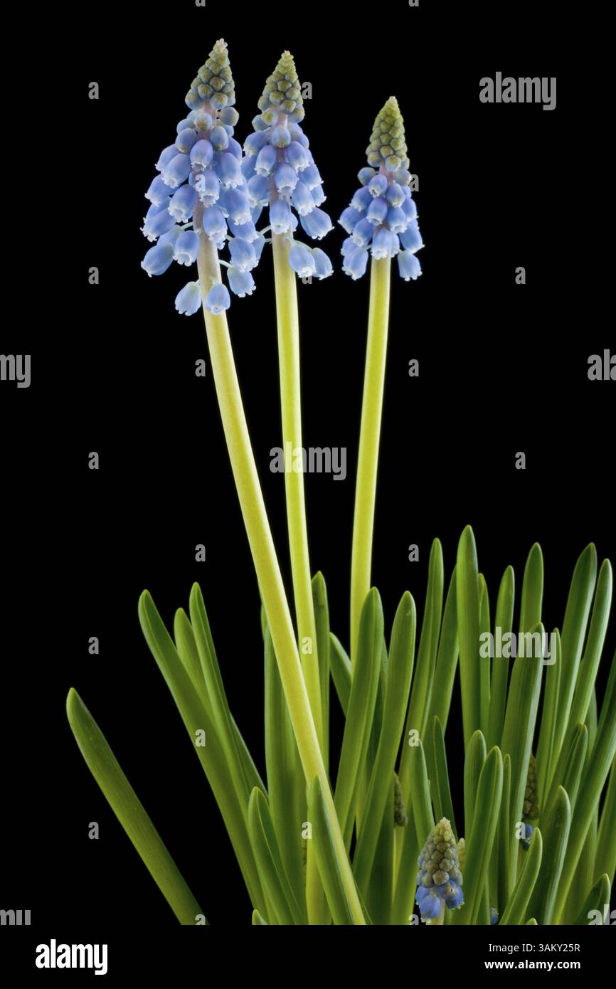 Blue Muscari flowers over black Stock Photo - Alamy