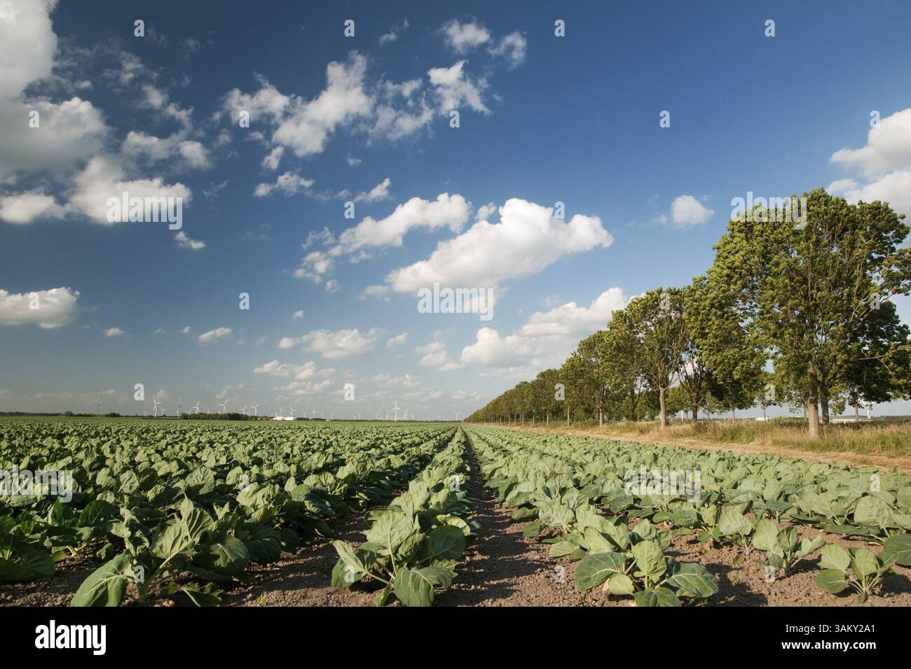 Agriculture landscape with many cabbages in the fields Stock Photo - Alamy