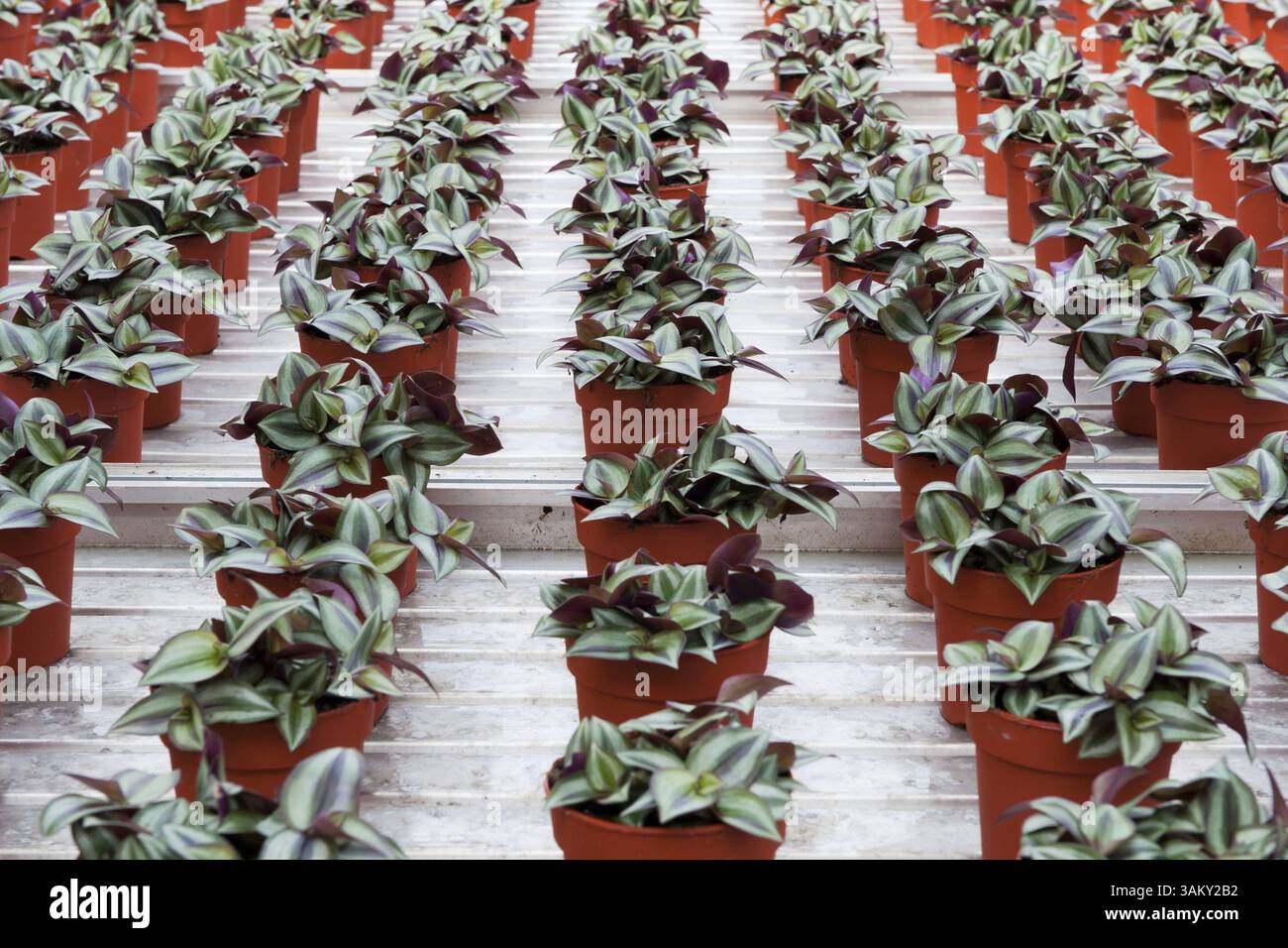 striped house plants in greenhouse for growing Stock Photo - Alamy