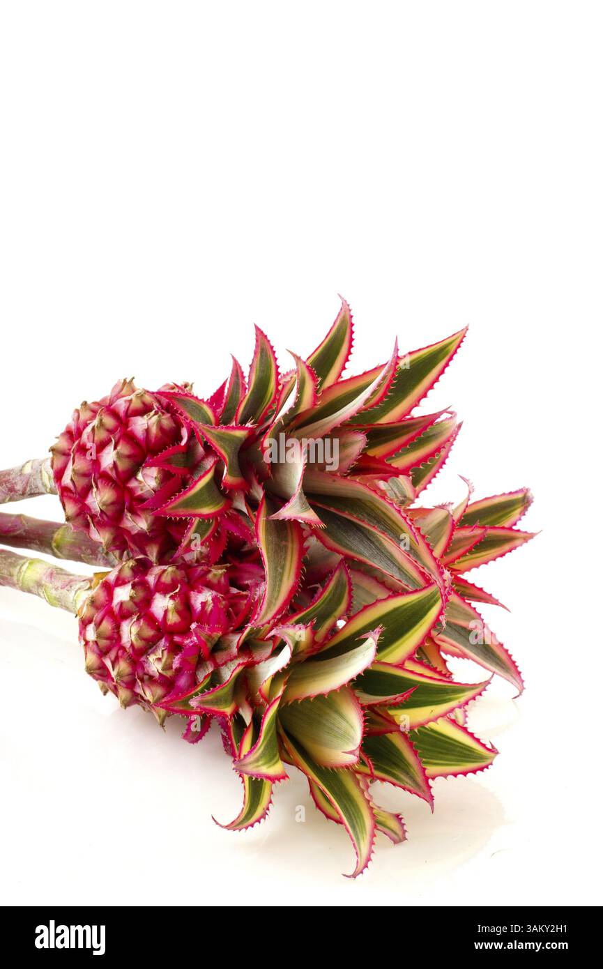 Little pineapple fruit on stem isolated over white background Stock ...