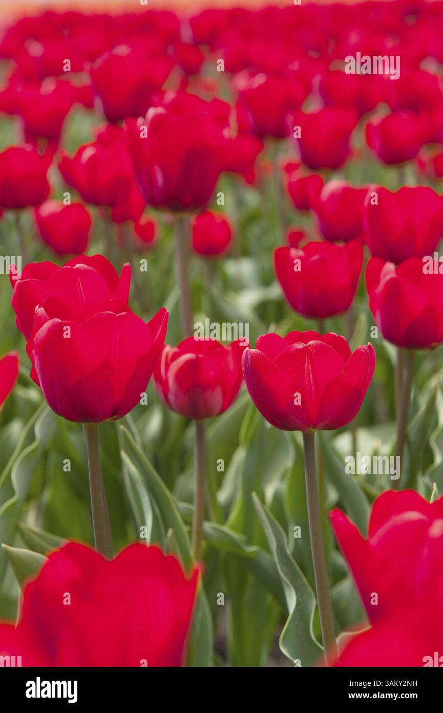 Dutch tulips in landscape with flower bulbs Stock Photo - Alamy