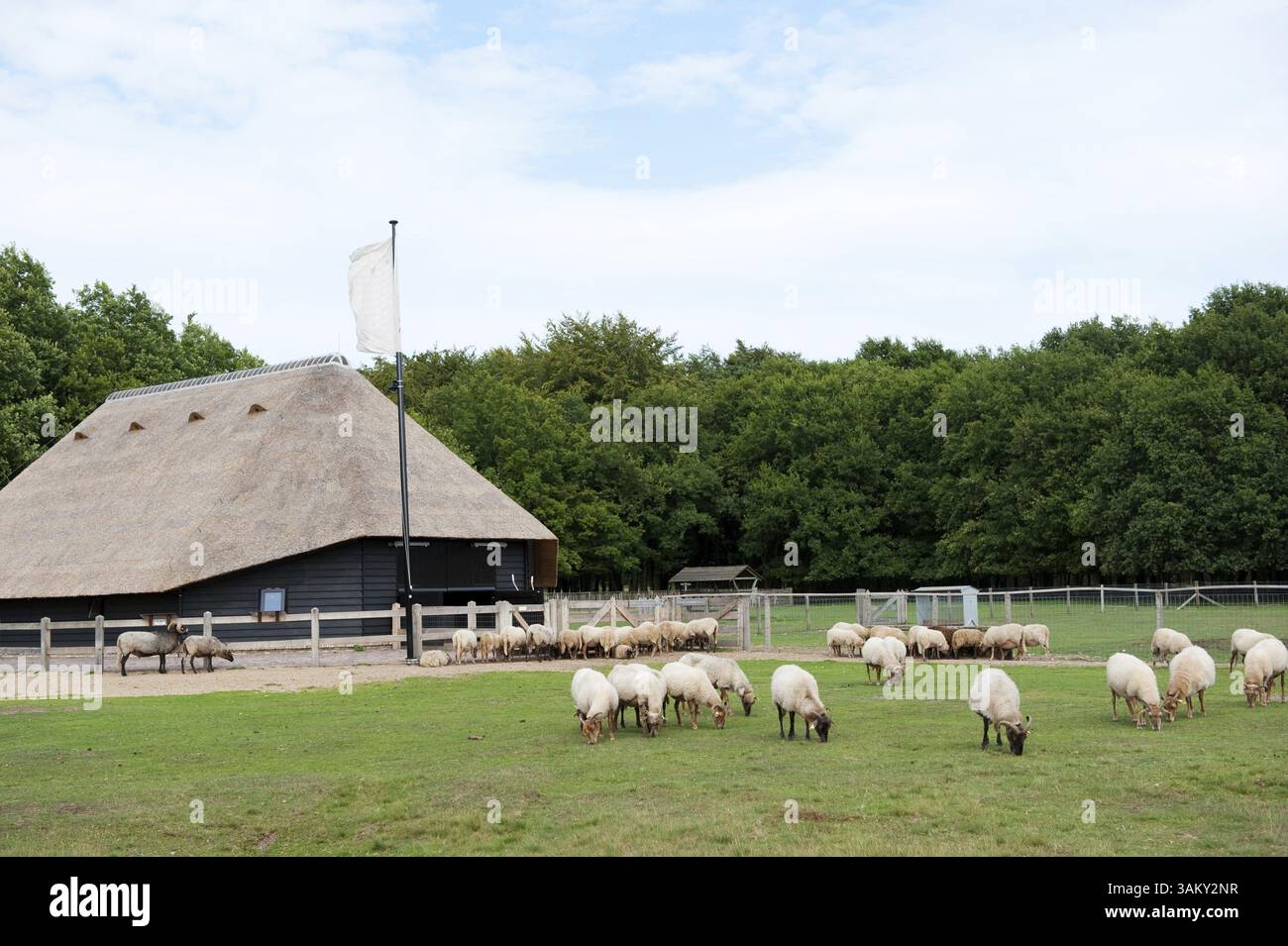 Dutch typical sheep fold with animals outdoor Stock Photo - Alamy