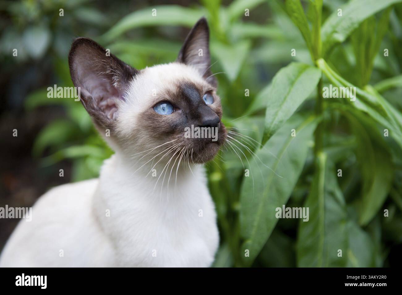 Seal point siamese cat in the garden Stock Photo - Alamy
