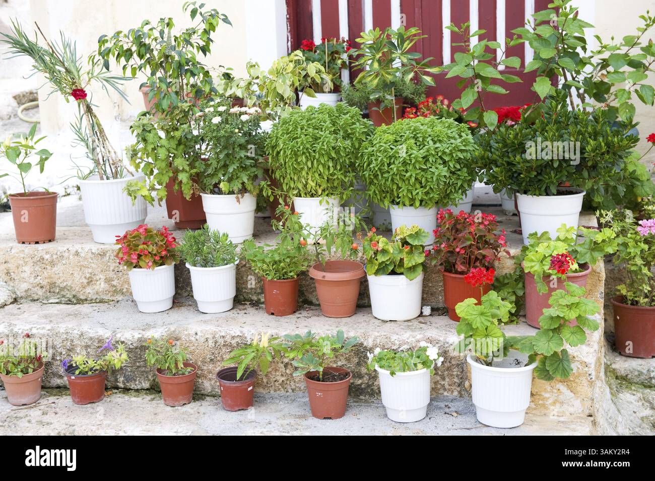 Typical Greek garden with many plants in pots Stock Photo - Alamy