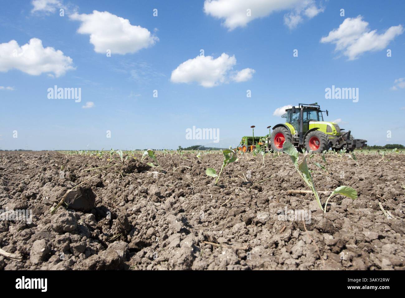 Young cauliflower plants in agriculture landscape at spring Stock Photo ...