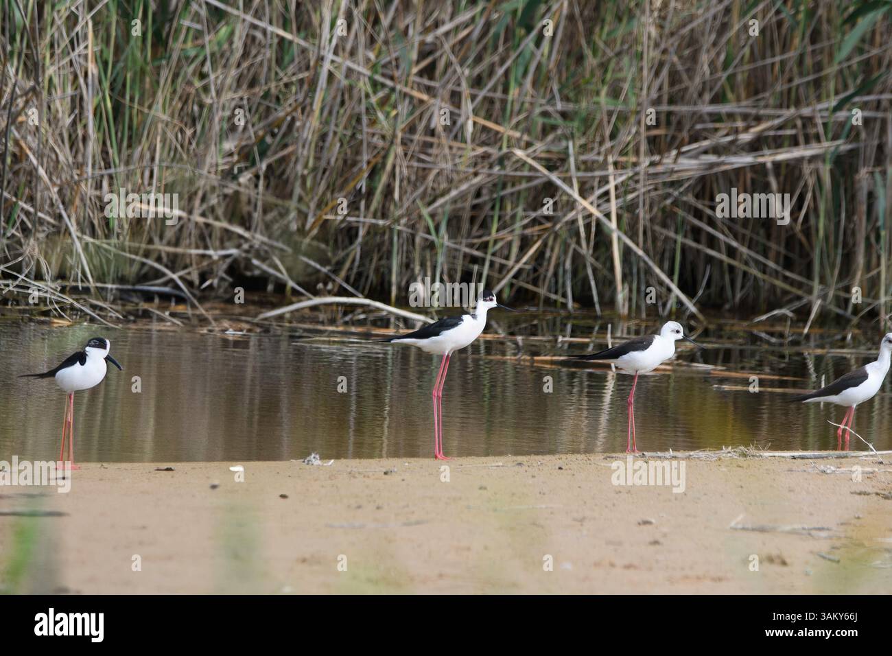 Group of Black-winged Stilts (Himantopus himantopus) standing in ...