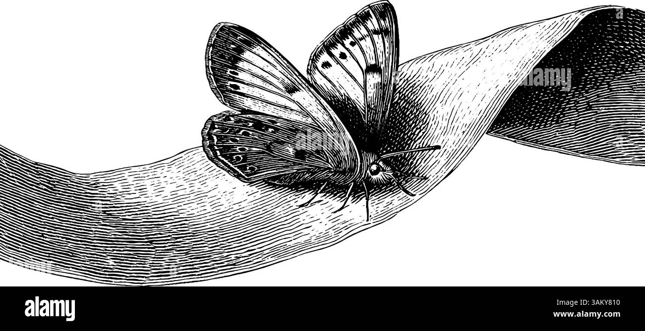 Engraved butterfly on curved surface design for print and decoration ...