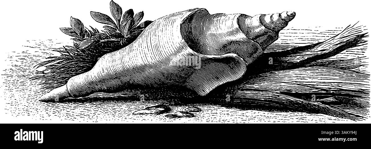 Detailed engraving of conch shell with botanical elements for design ...
