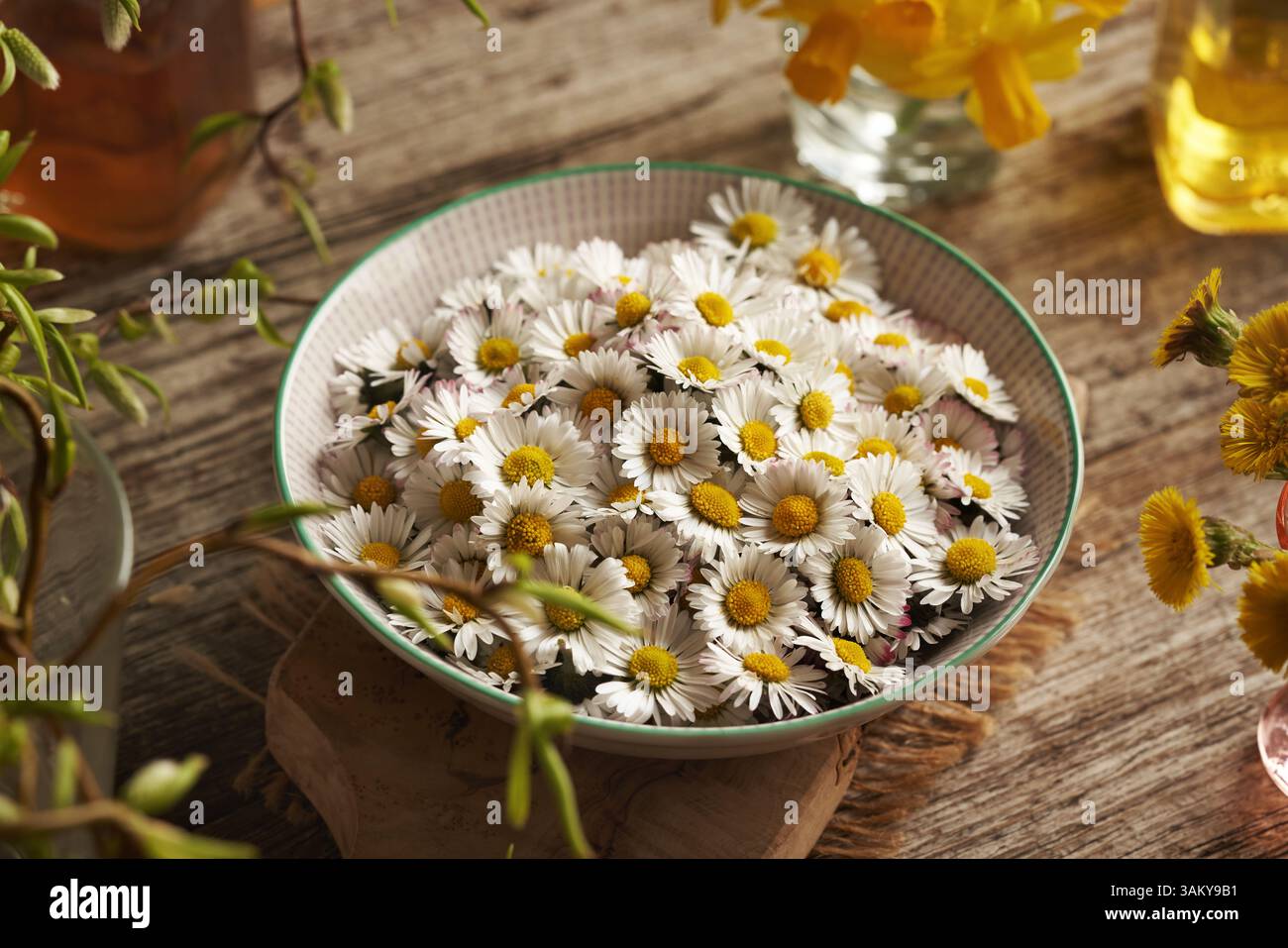 Fresh lawn daisy flowers in a bowl - wild edible plant Stock Photo - Alamy