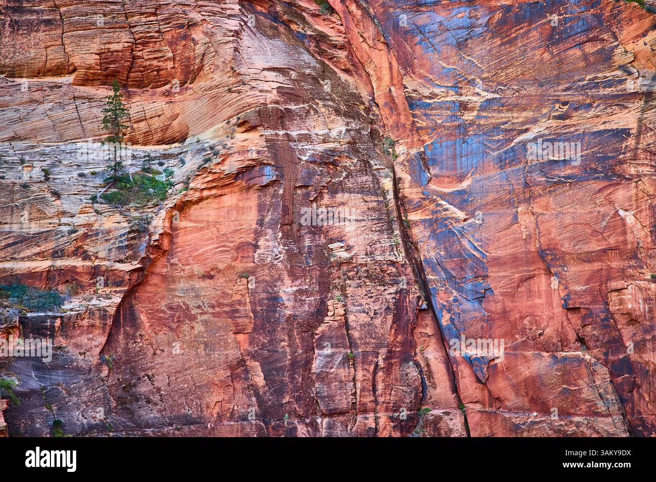 Rugged Cliff Texture with Lone Tree in Zion National Park Eye-Level ...