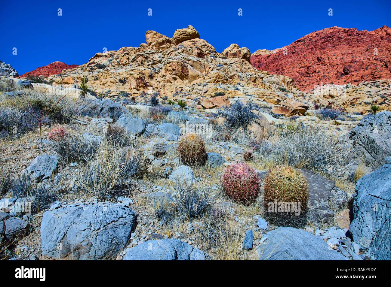 Desert Rock Formations with Barrel Cacti Eye-Level View Stock Photo - Alamy