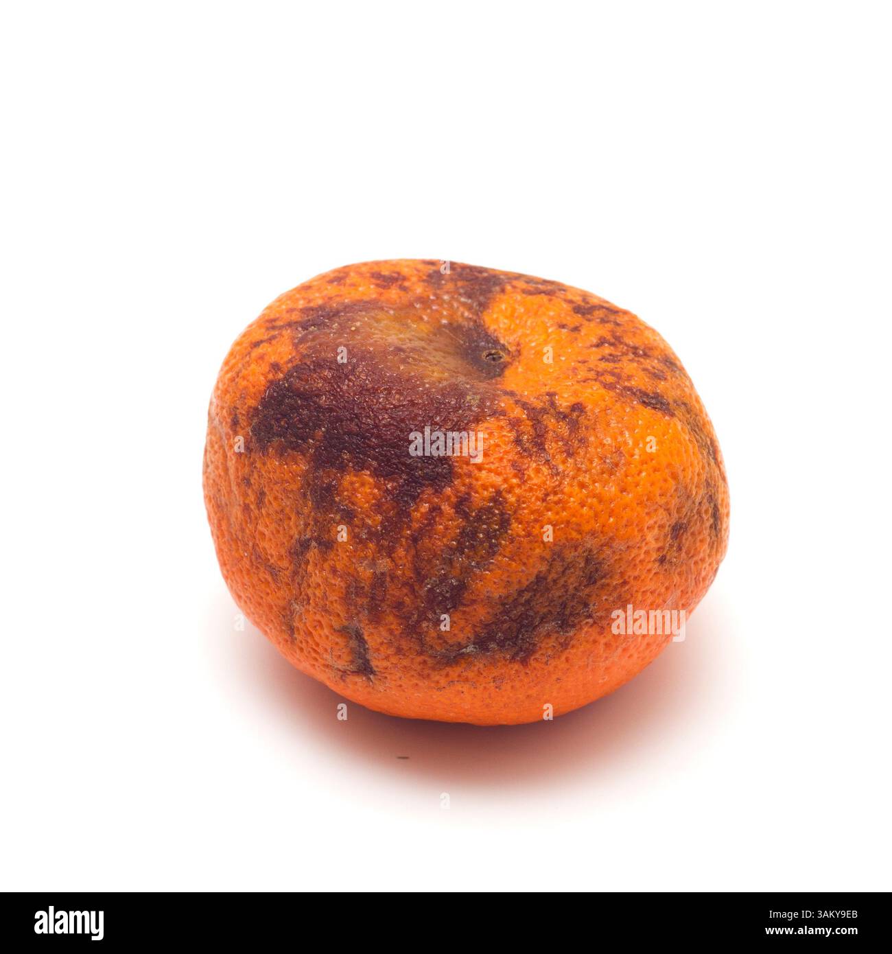 One damaged tangerie isolated on white background Stock Photo - Alamy