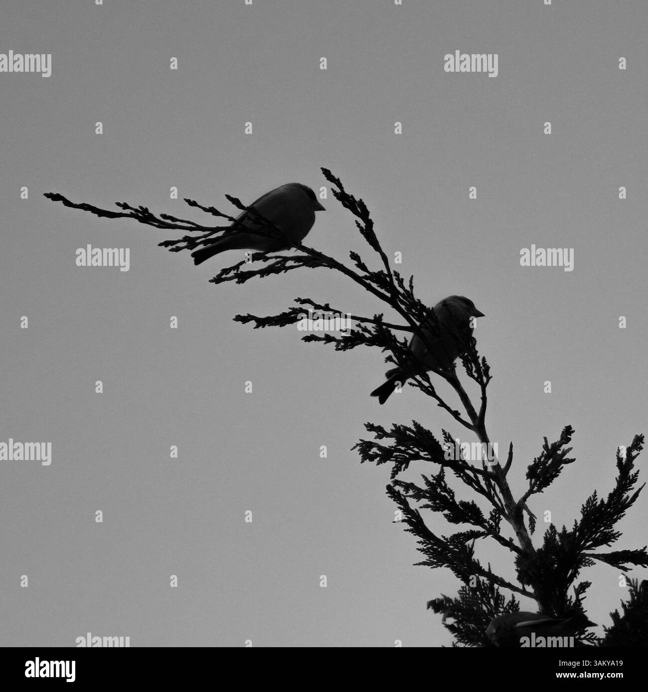 A silhouette of two small birds on a cypress treetop at dawn Stock ...