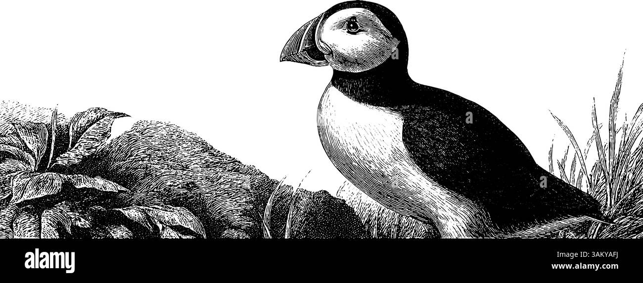 Engraved puffin art in natural habitat for print design Stock Vector ...