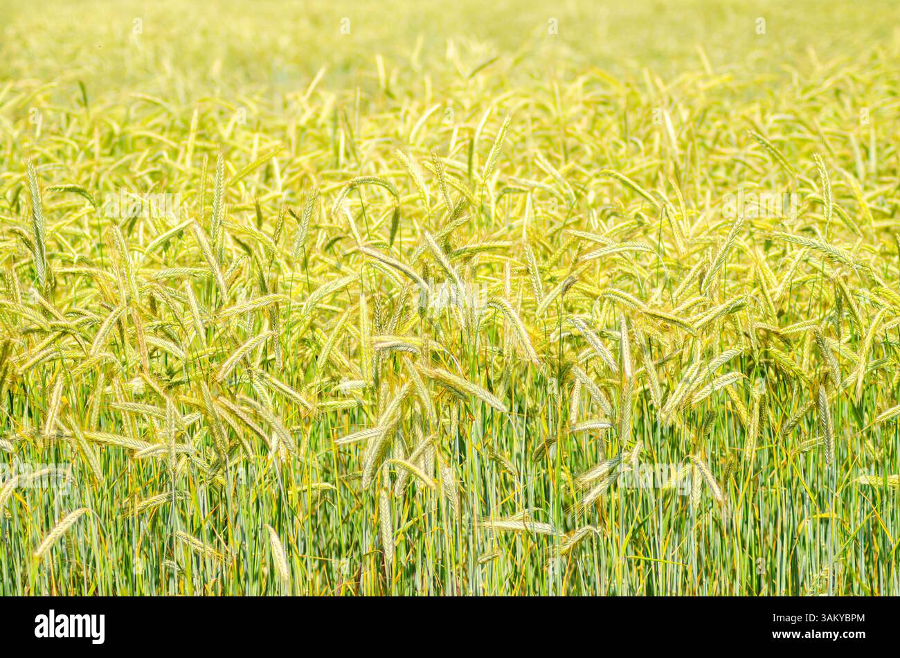 wheat grain field closeup detail, close up cereal crop field vibrant ...