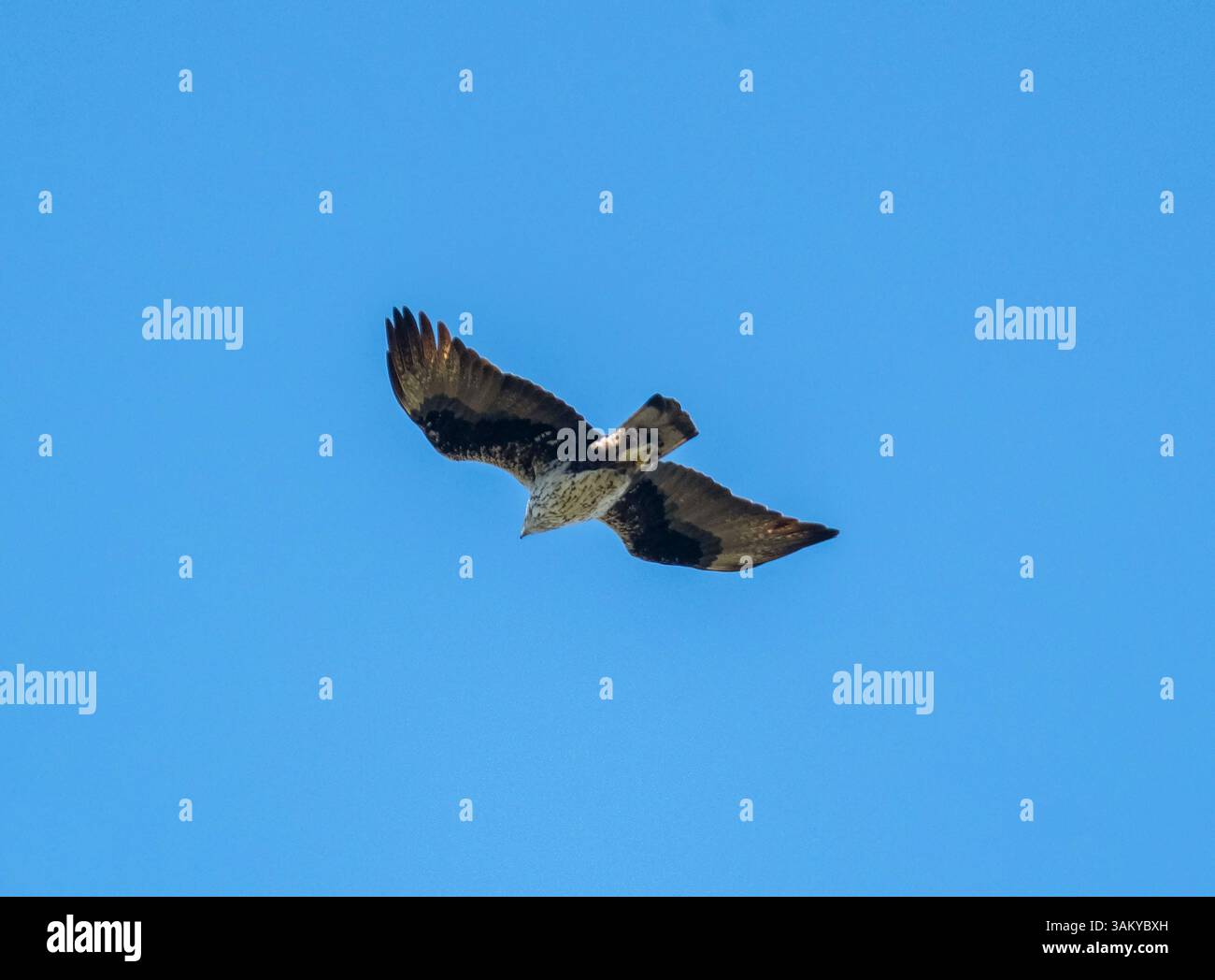 Bonelli's Eagle (Aquila Fasciata) soaring above the Pafos Forest ...