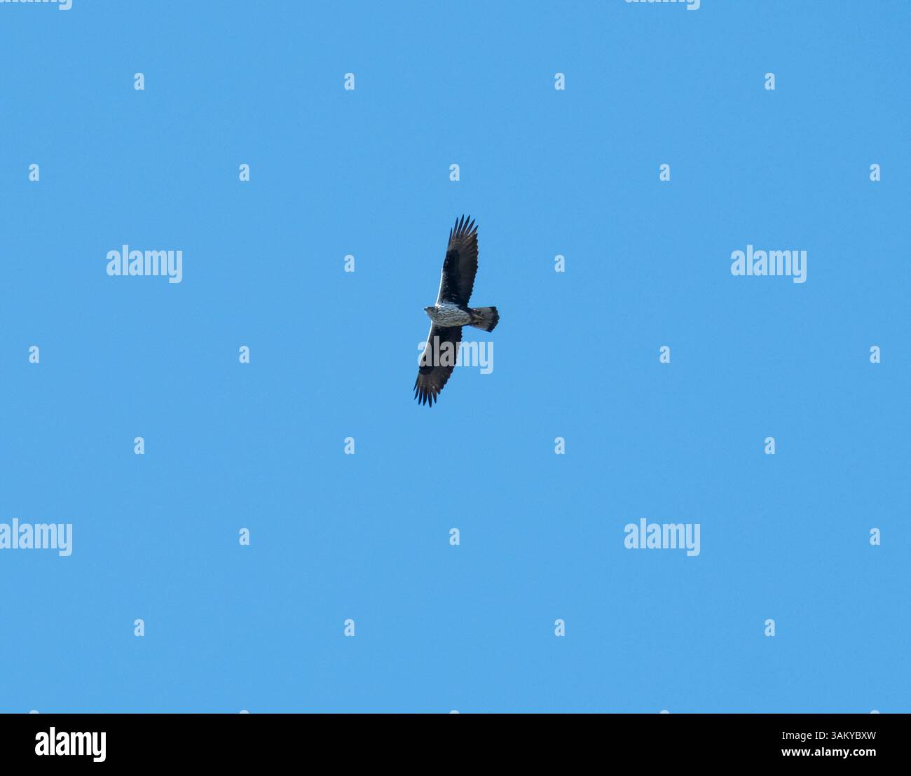 Bonelli's Eagle (Aquila Fasciata) soaring above the Pafos Forest ...