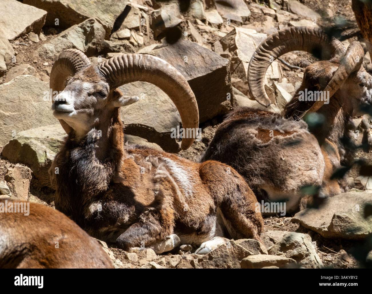 Male cyprus mouflon ovis hi-res stock photography and images - Alamy