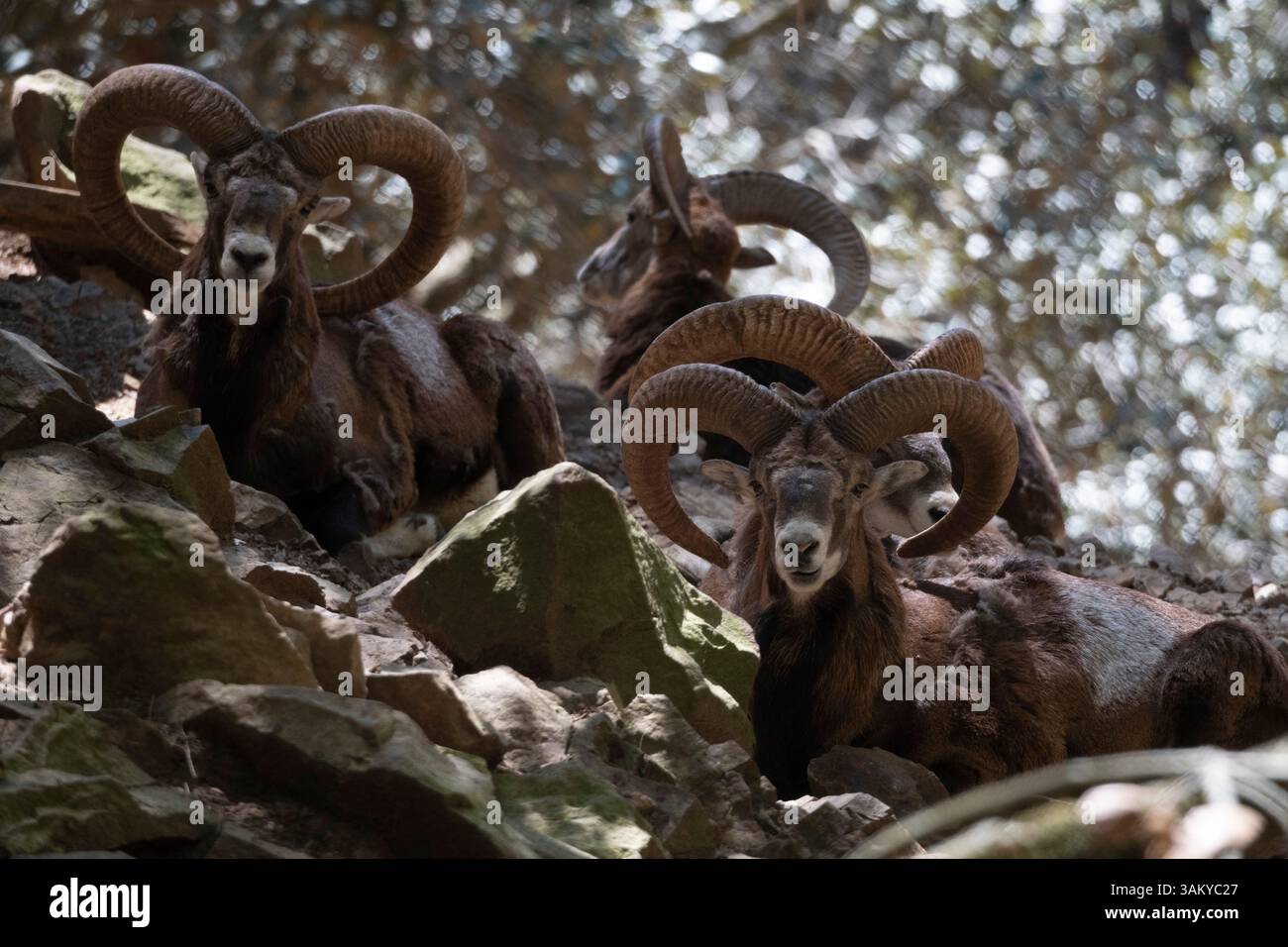 Male Cyprus Mouflon (Ovis gmelini ophion) captive, Stavros tis Psokas ...