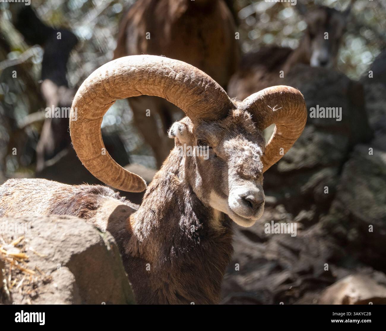 Male Cyprus Mouflon (Ovis gmelini ophion) captive, Stavros tis Psokas ...