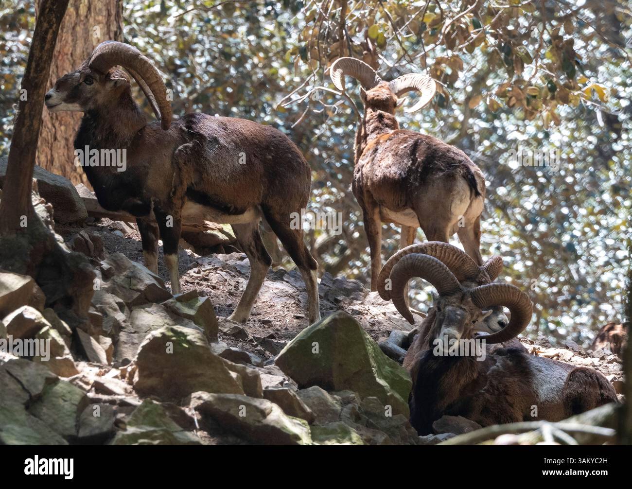 Male Cyprus Mouflon (Ovis gmelini ophion) captive, Stavros tis Psokas ...