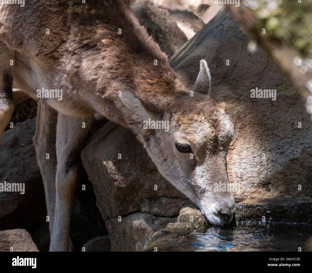 Female cyprus mouflon ovis hi-res stock photography and images - Alamy