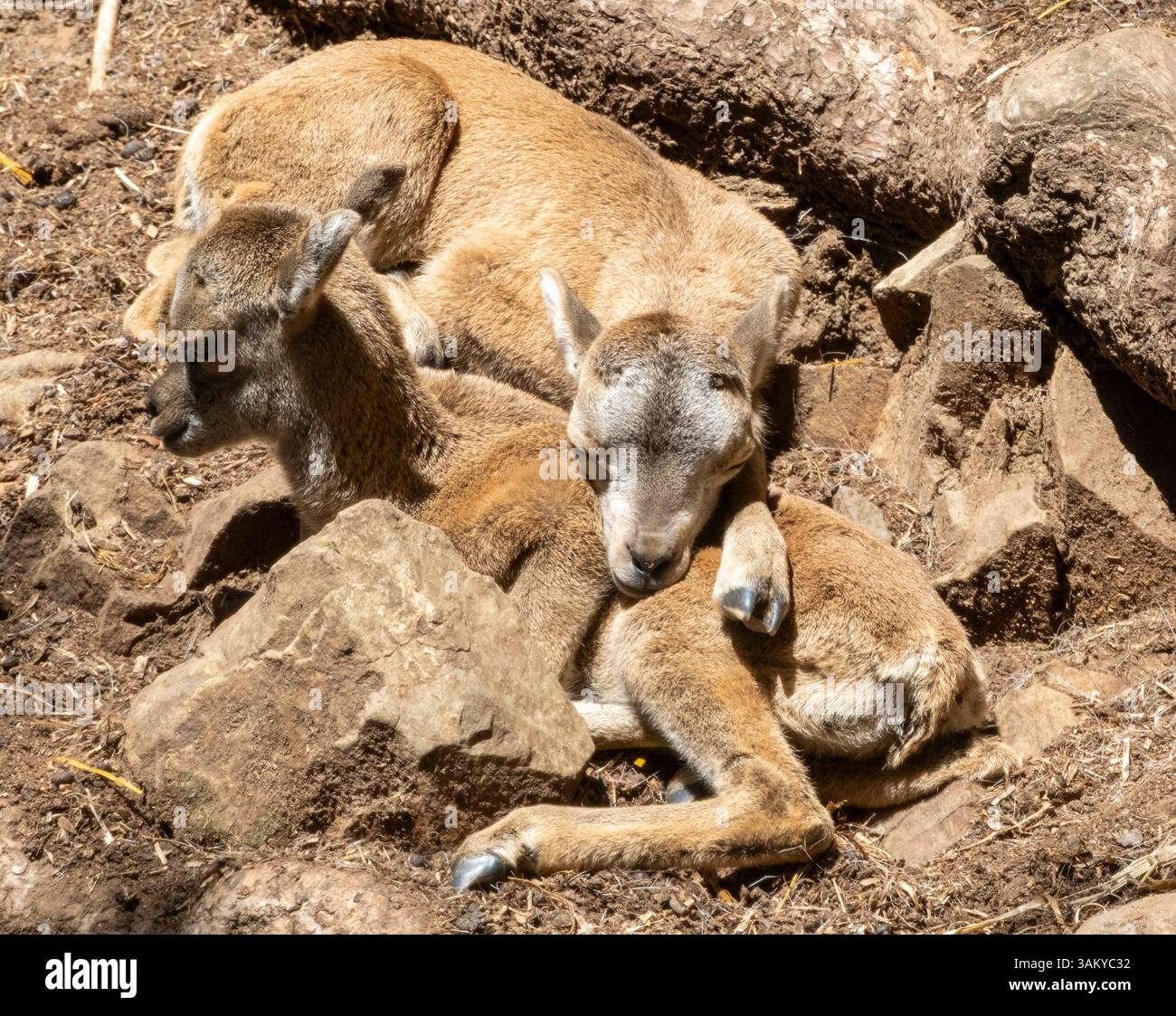A pair of Mouflon lambs (Ovis gmelini ophion) sleep in the sunshine at ...