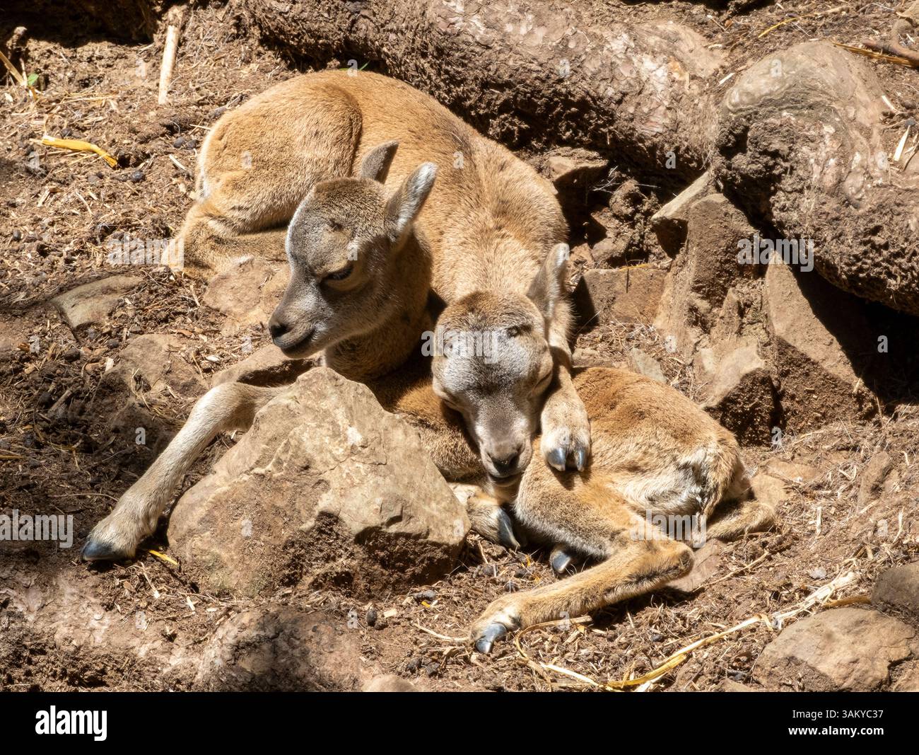 Pair mouflon lambs ovis hi-res stock photography and images - Alamy