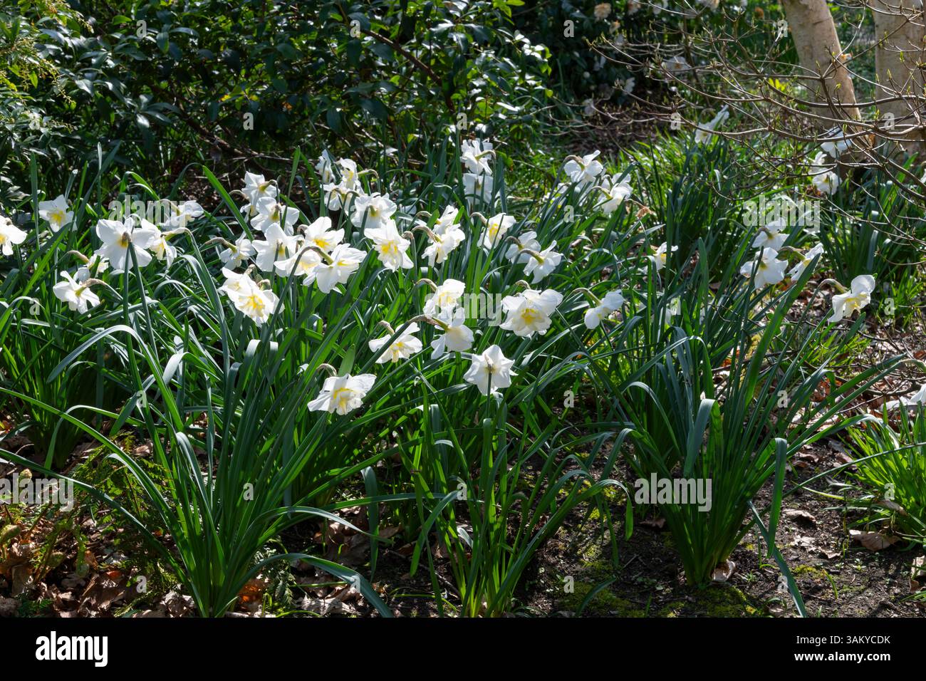 Double white daffodils flowering in mid April in a UK garden Stock ...